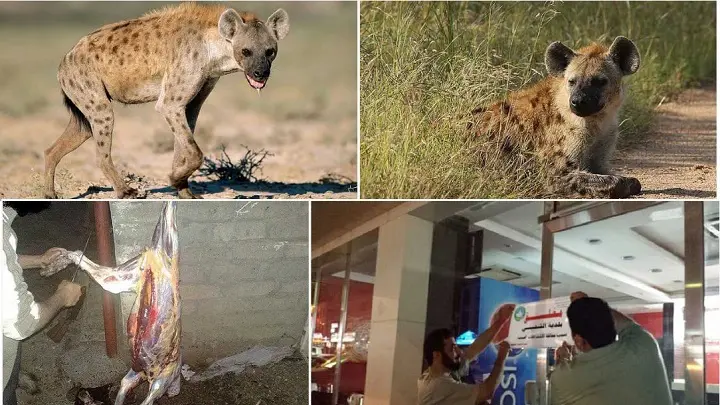 A restaurant shut down for selling Hyena meat in Saudi Arabia - Life in ...